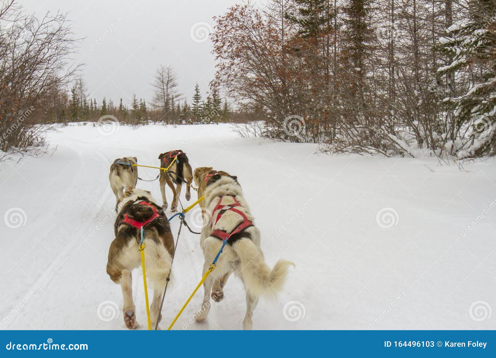 Dog Sled Team Stock Photo | CartoonDealer.com #59109036