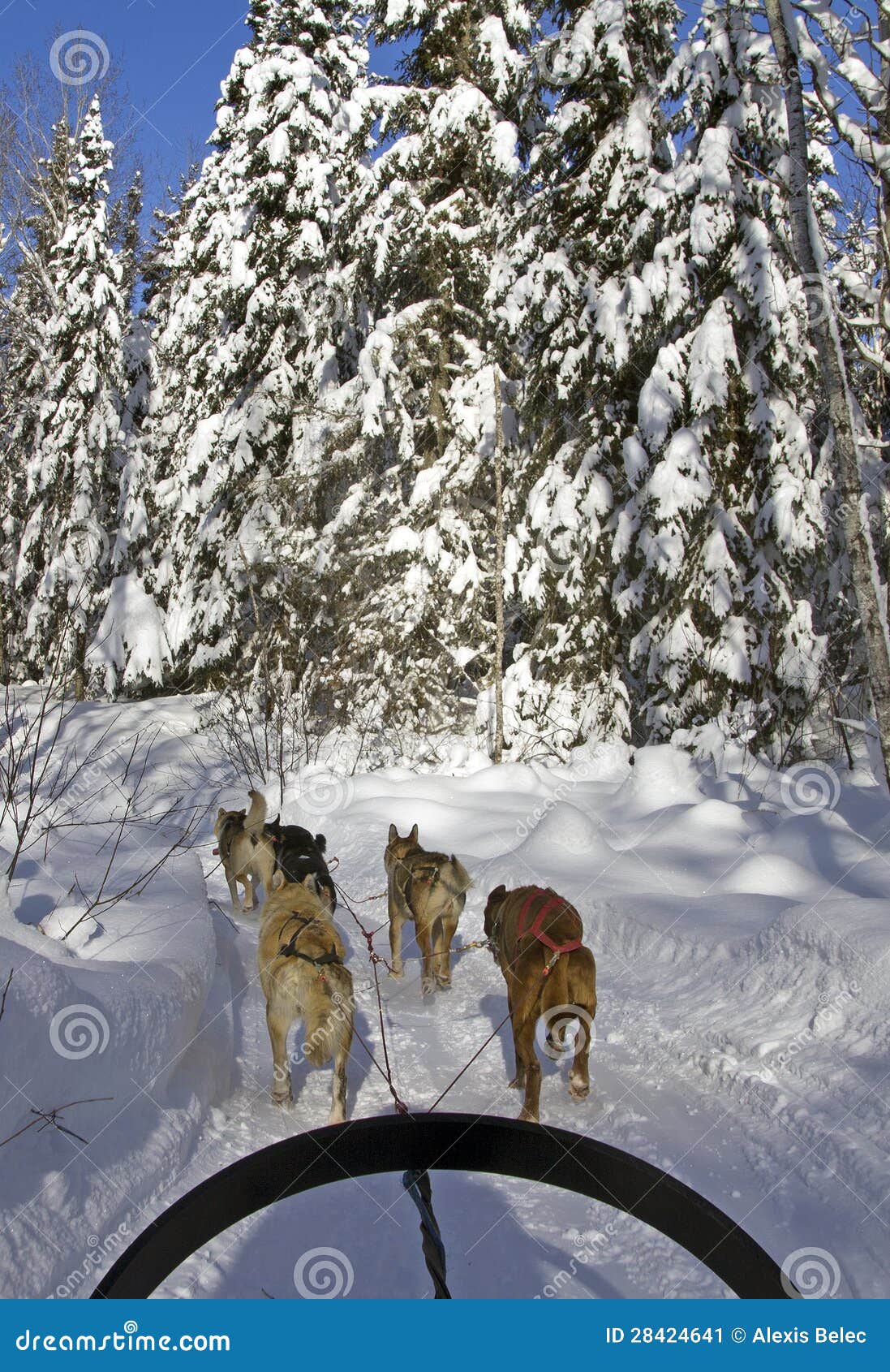 Dog sledding stock image. Image of season, action, animals - 28424641