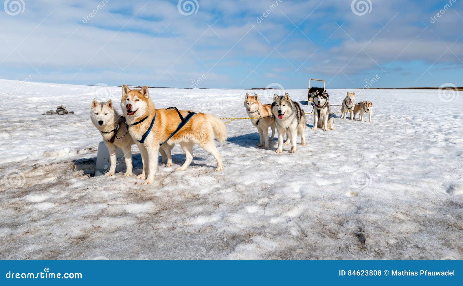 Dog sledding Husky waiting stock photo. Image of adorable - 84623808