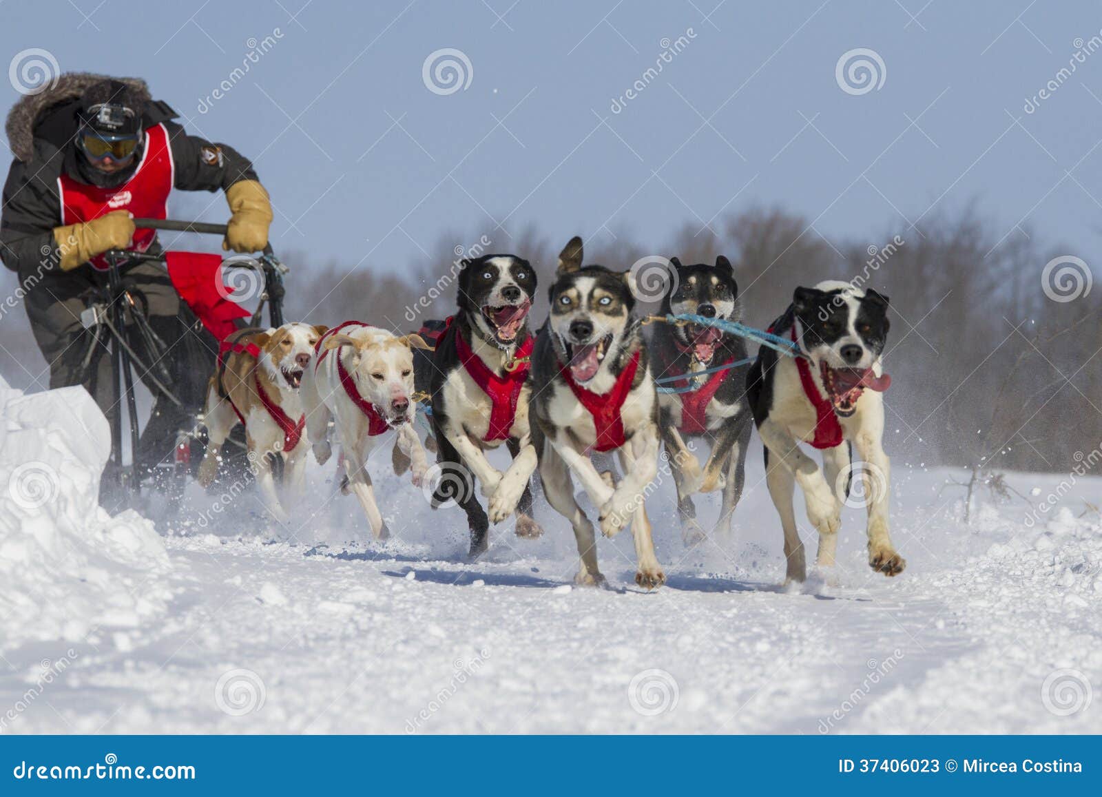 Dog sledding race stock image. Image of speed, race, spectacular - 37406023