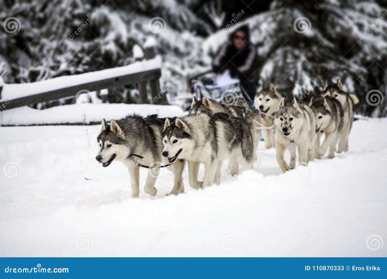 Husky-race stock image. Image of action, carriage, group - 110870333