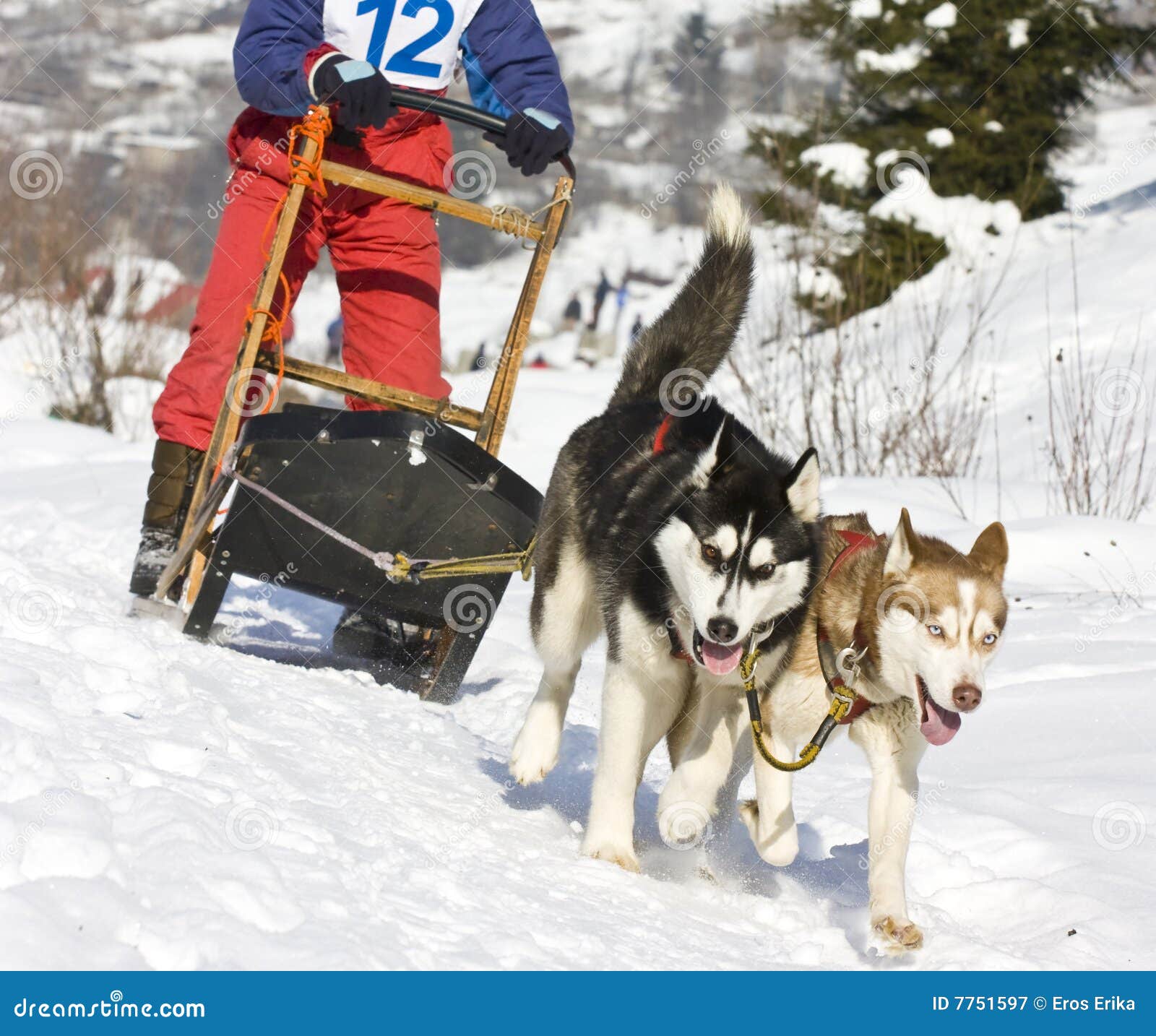 Dog sledge stock image. Image of canine, sleigh, husky - 7751597