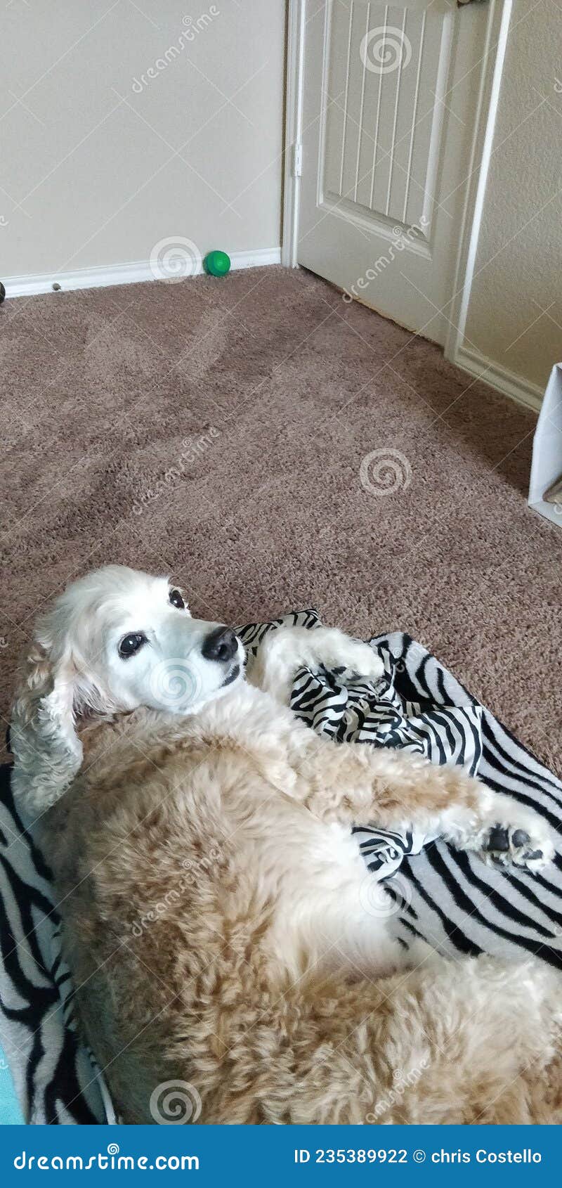 Dog sleep daze stock photo. Image of terrier, retriever - 235389922