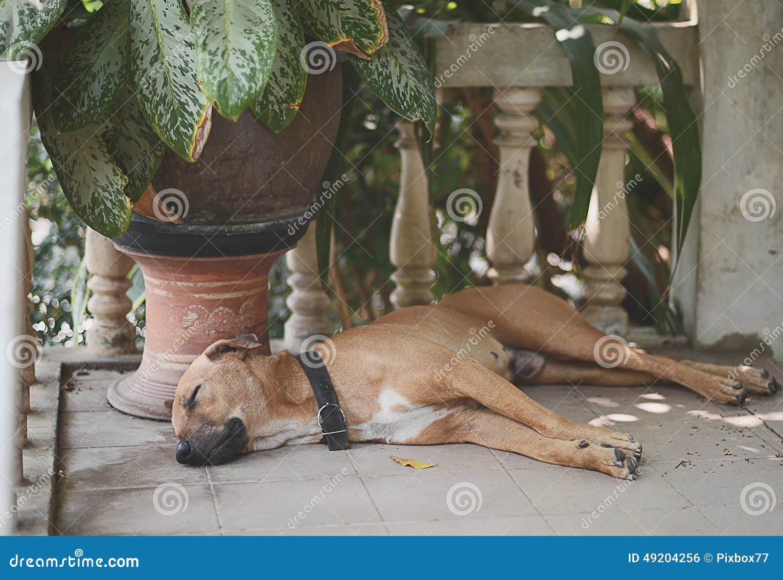 Dog sleep at home stock photo. Image of cute, sleeping - 49204256