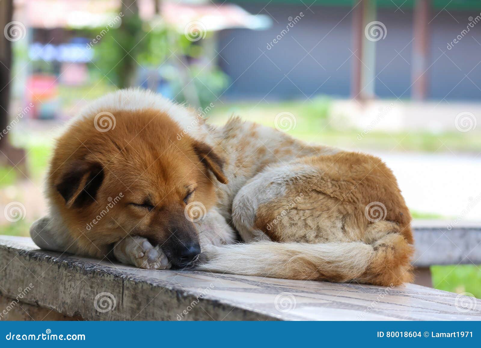 Dog Sleep on the Stone Chair Stock Photo - Image of animals, sleep ...