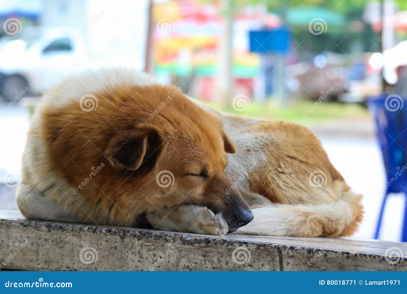 Dog Sleep on the Stone Chair Stock Image - Image of animals, style ...