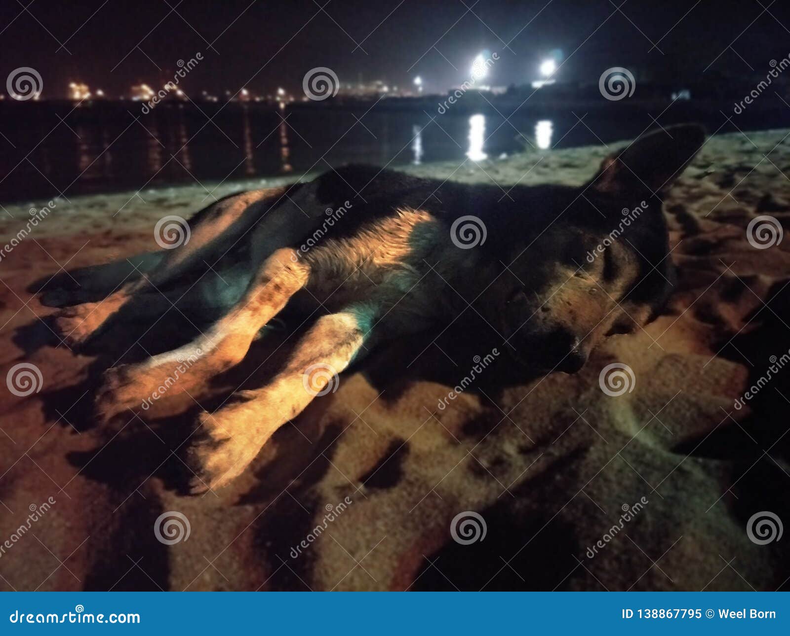 A Dog Sleeping on the Beach at Night Stock Image - Image of baby, cute ...