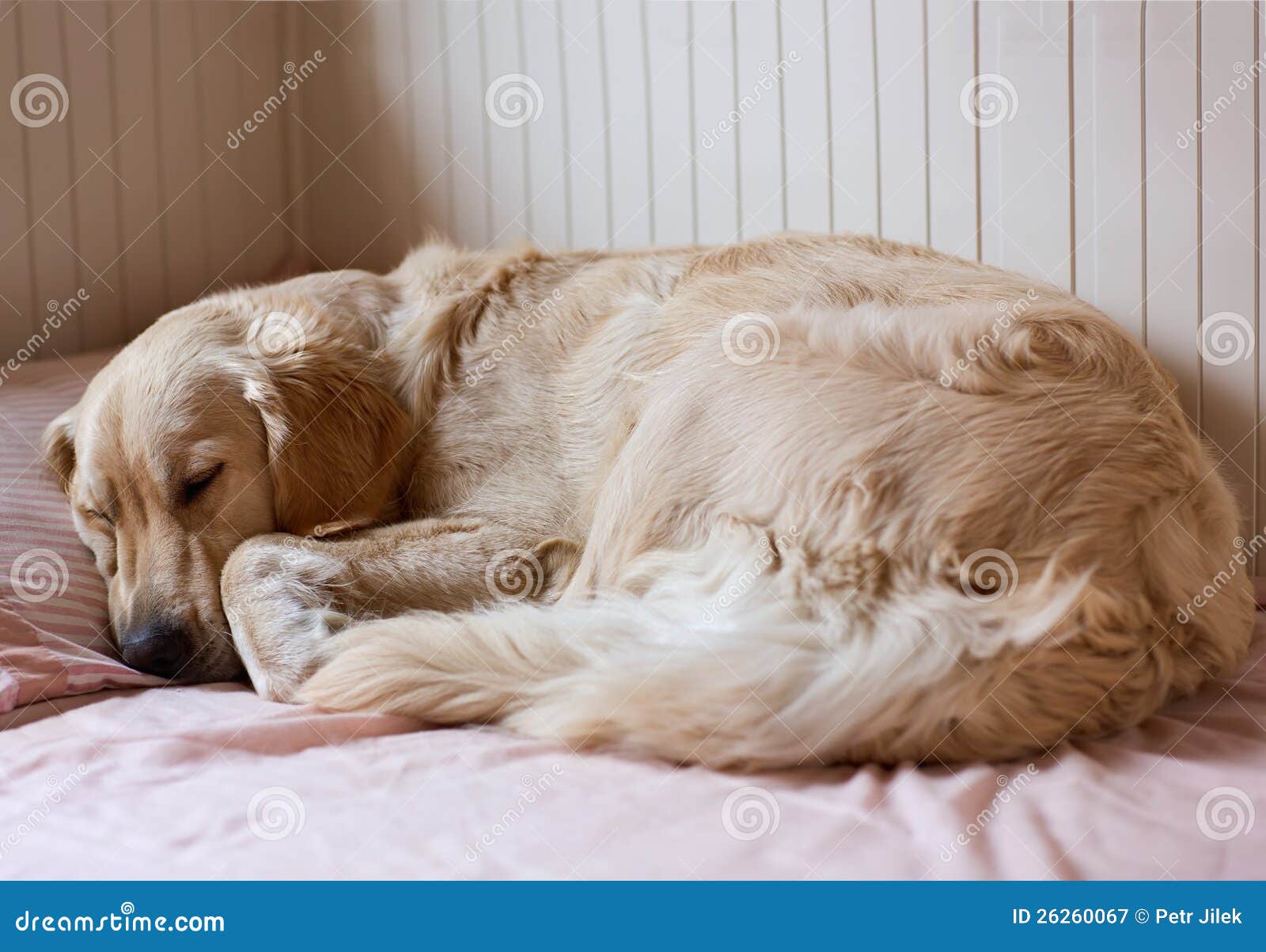 Dog sleeping on the bed stock image. Image of doggy, enjoying - 26260067