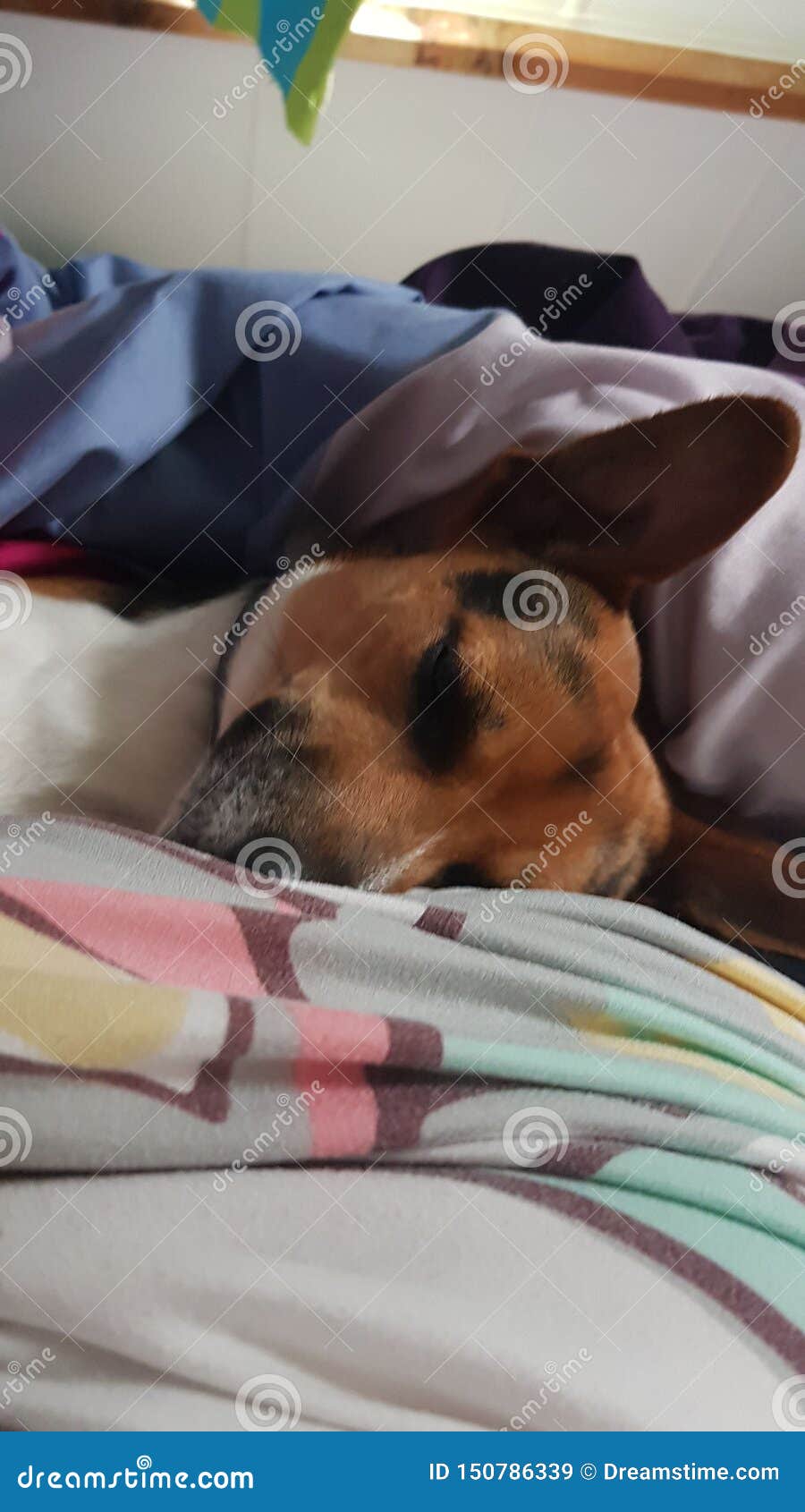 Dog sleeping in bed stock image. Image of cute, sleeping - 150786339