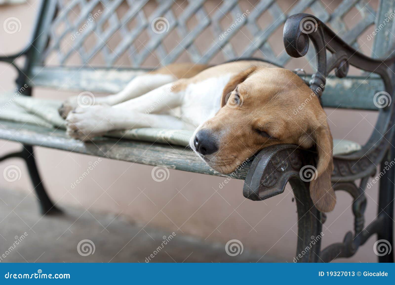 Dog sleeping on the bench stock image. Image of beagle - 19327013