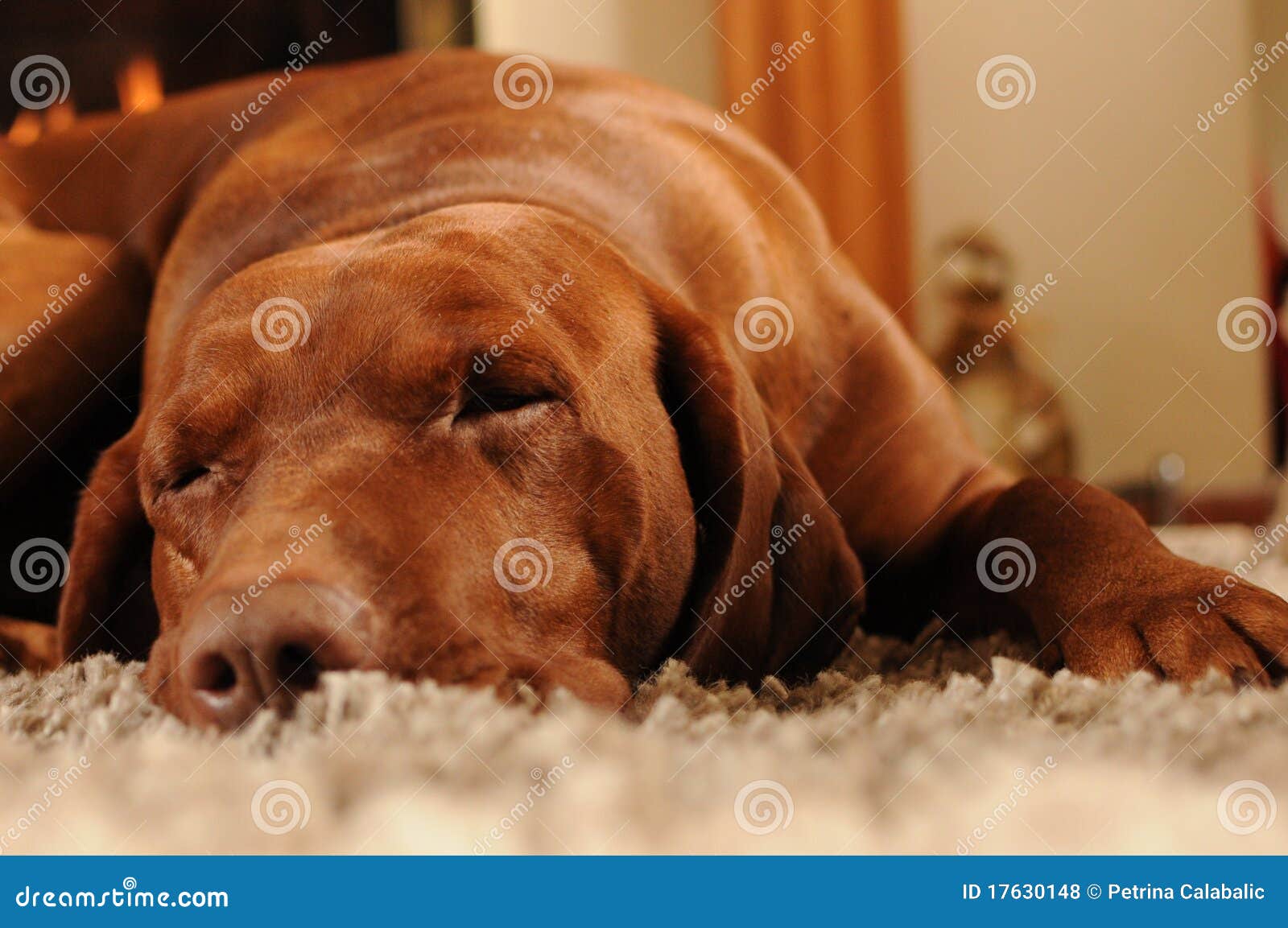 Dog sleeping on the carpet stock photo. Image of cute - 17630148