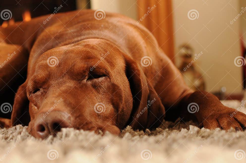 Dog sleeping on the carpet stock photo. Image of cute - 17630148