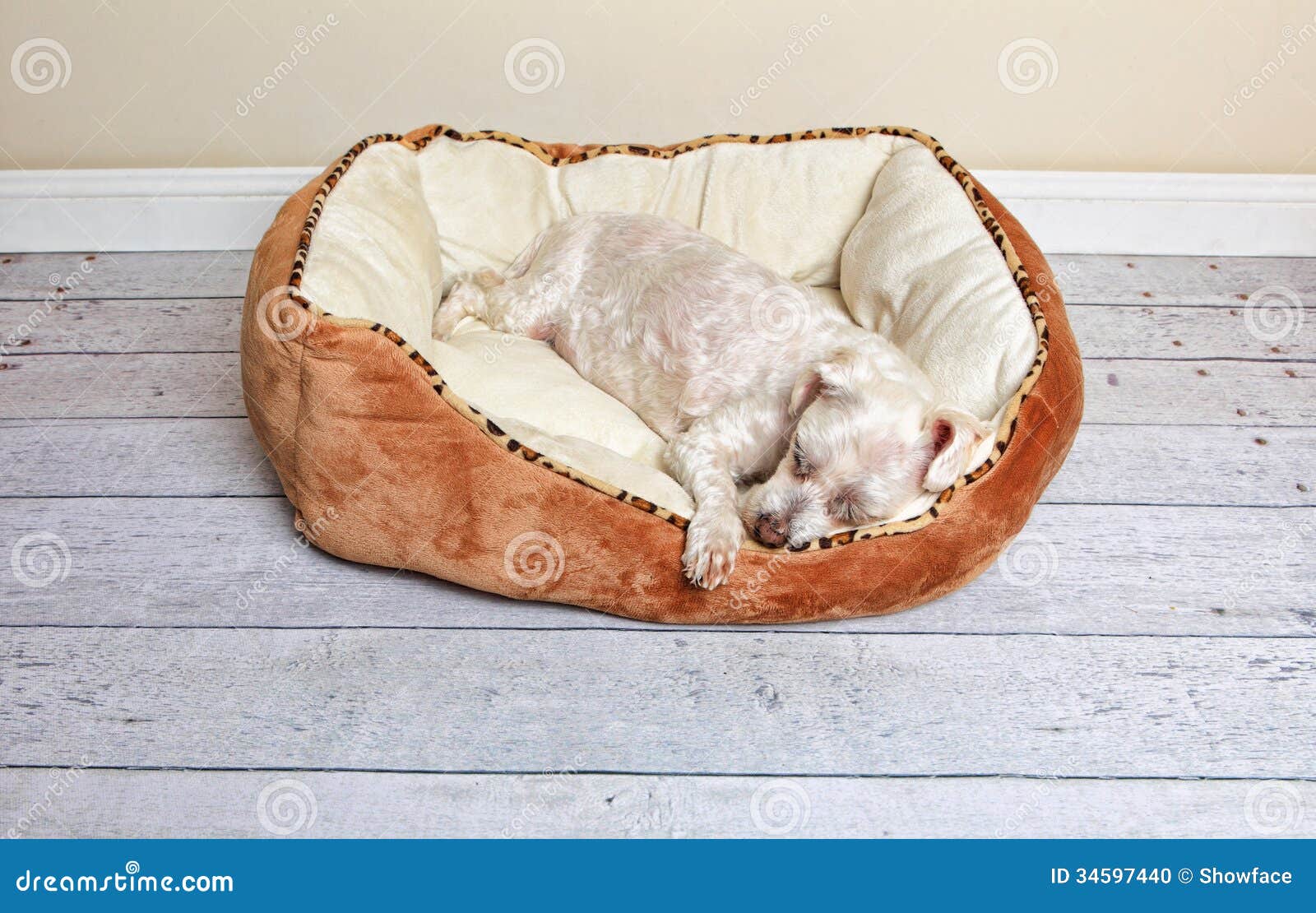 Dog sleeping in a dog bed stock photo. Image of sleep - 34597440