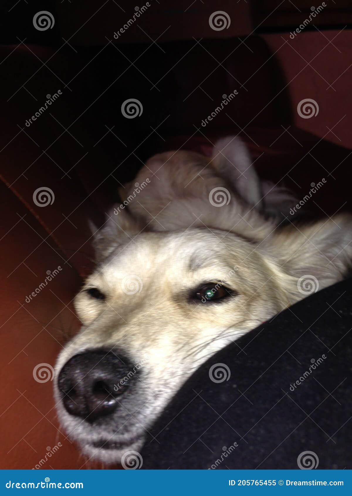 Dog Sleeping during Night Time Stock Image - Image of time, doggy ...