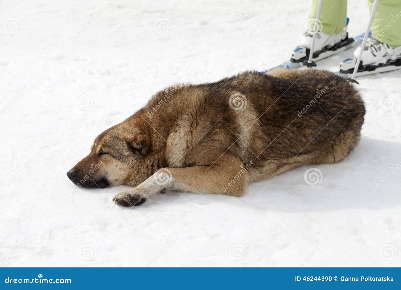 Dog sleeping on ski slope stock photo. Image of rest - 46244390