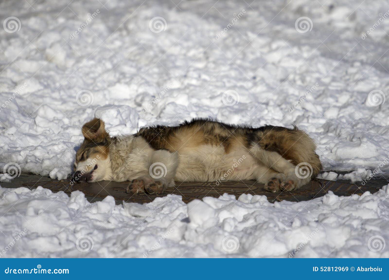 Dog sleeping in snow stock image. Image of snow, lying - 52812969