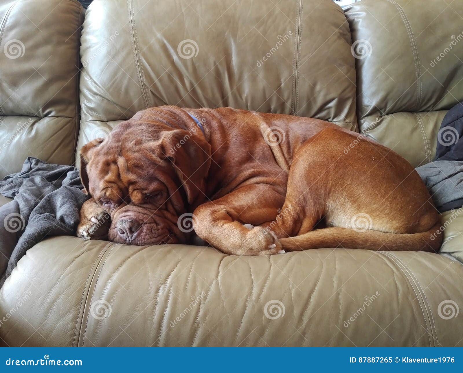 Dog sleeping on sofa stock image. Image of mastiff, dogue - 87887265