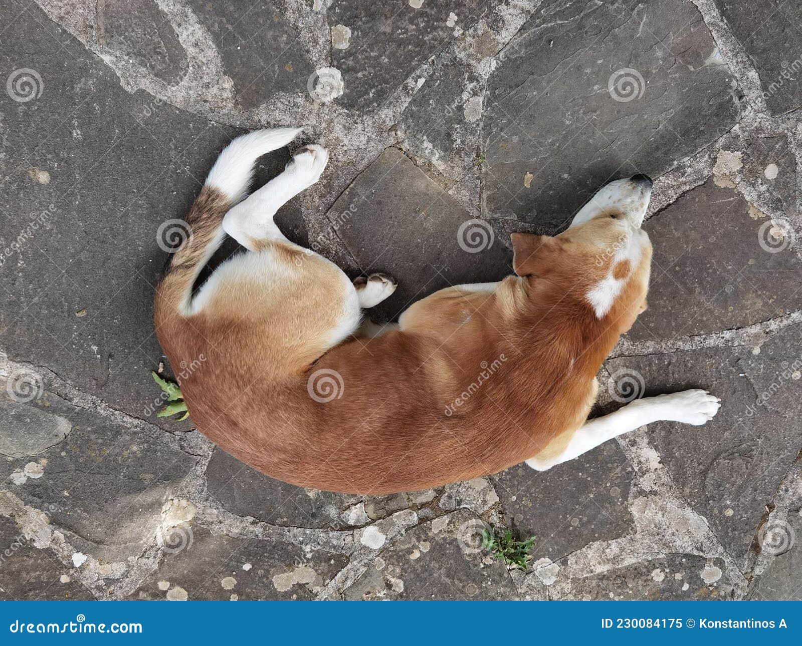 Dog Sleeping Top View on the Yard Stock Image - Image of domestic ...