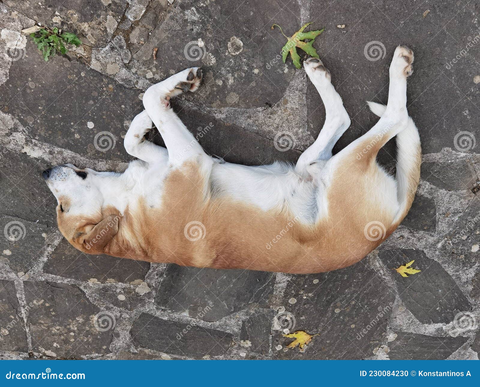 Dog Sleeping Top View on the Yard Stock Photo - Image of doggy, dawn ...