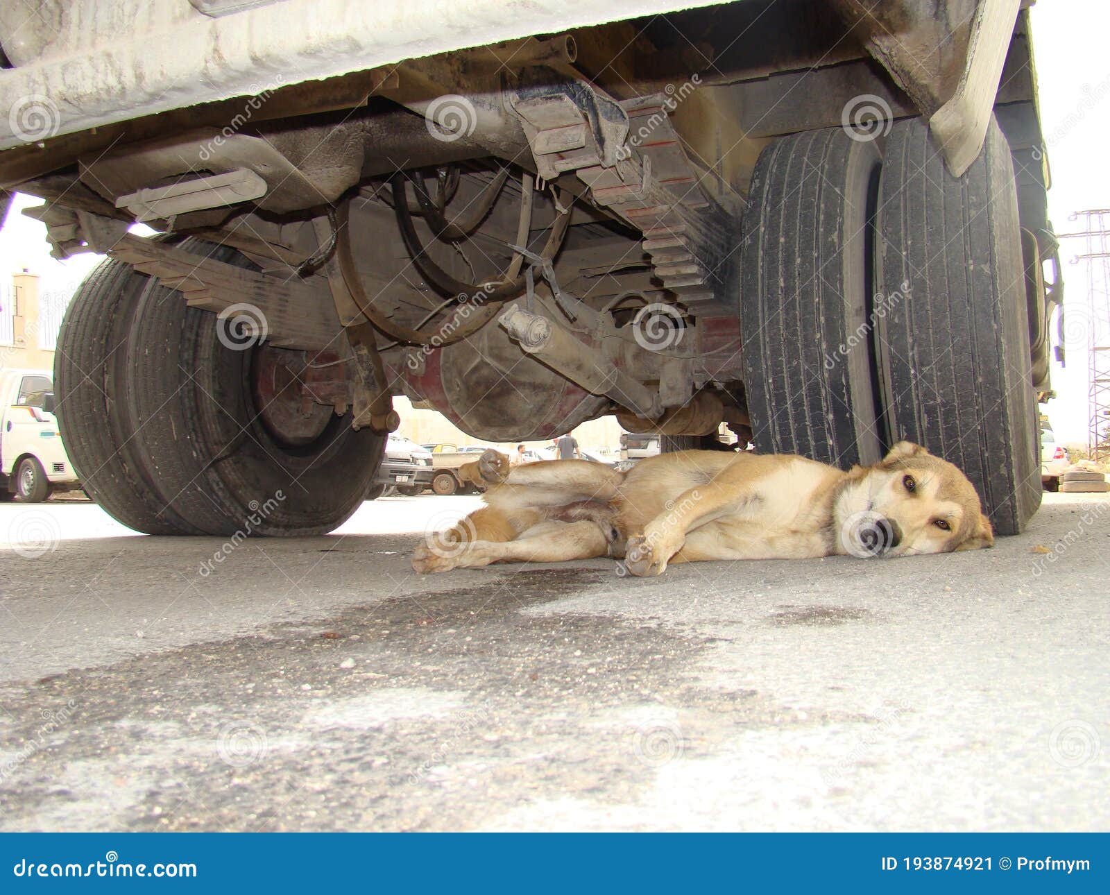 A Dog is Sleeping Under the Car. Stock Image - Image of friend, nature ...