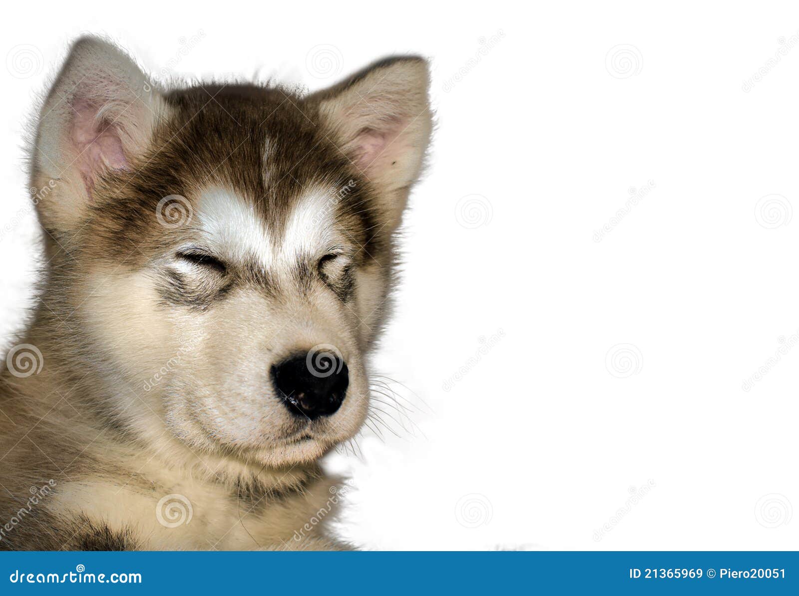 Dog sleg stock image. Image of flora, canine, face, husky - 21365969