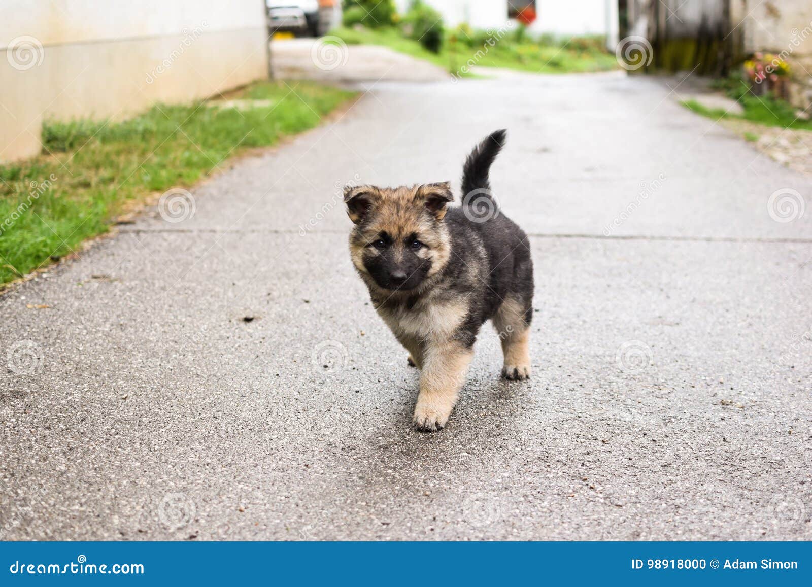 Dog stock photo. Image of mountain, animal, slovenia - 98918000