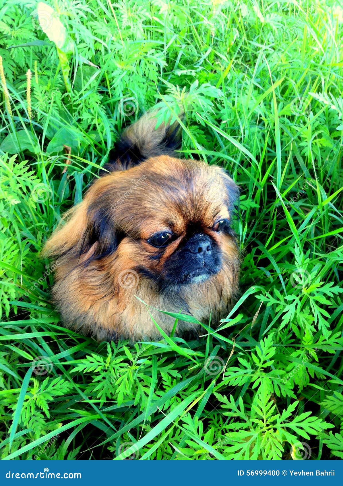 Dog stock photo. Image of look, sitting, animal, nature - 56999400