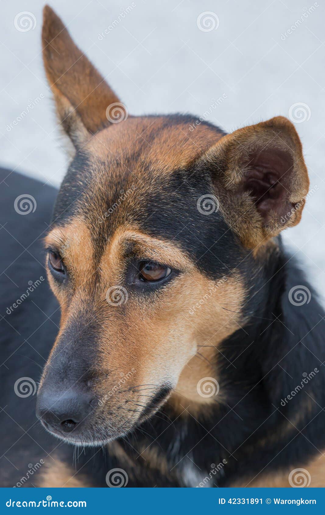 Dog stock image. Image of face, tone, nose, ears, puppy - 42331891