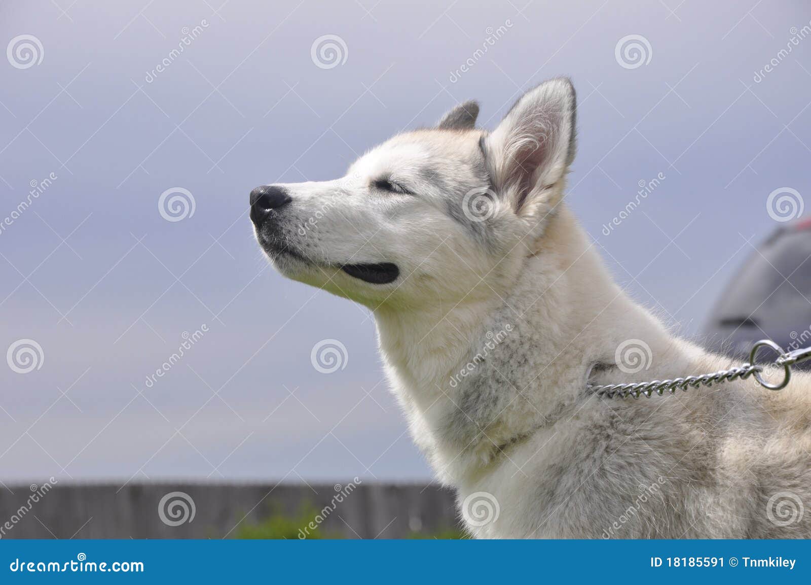 Dog smelling the air stock image. Image of blue, smell - 18185591