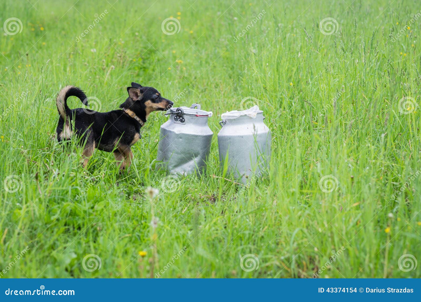 Dog smelling can stock photo. Image of farm, milk, agriculture - 43374154