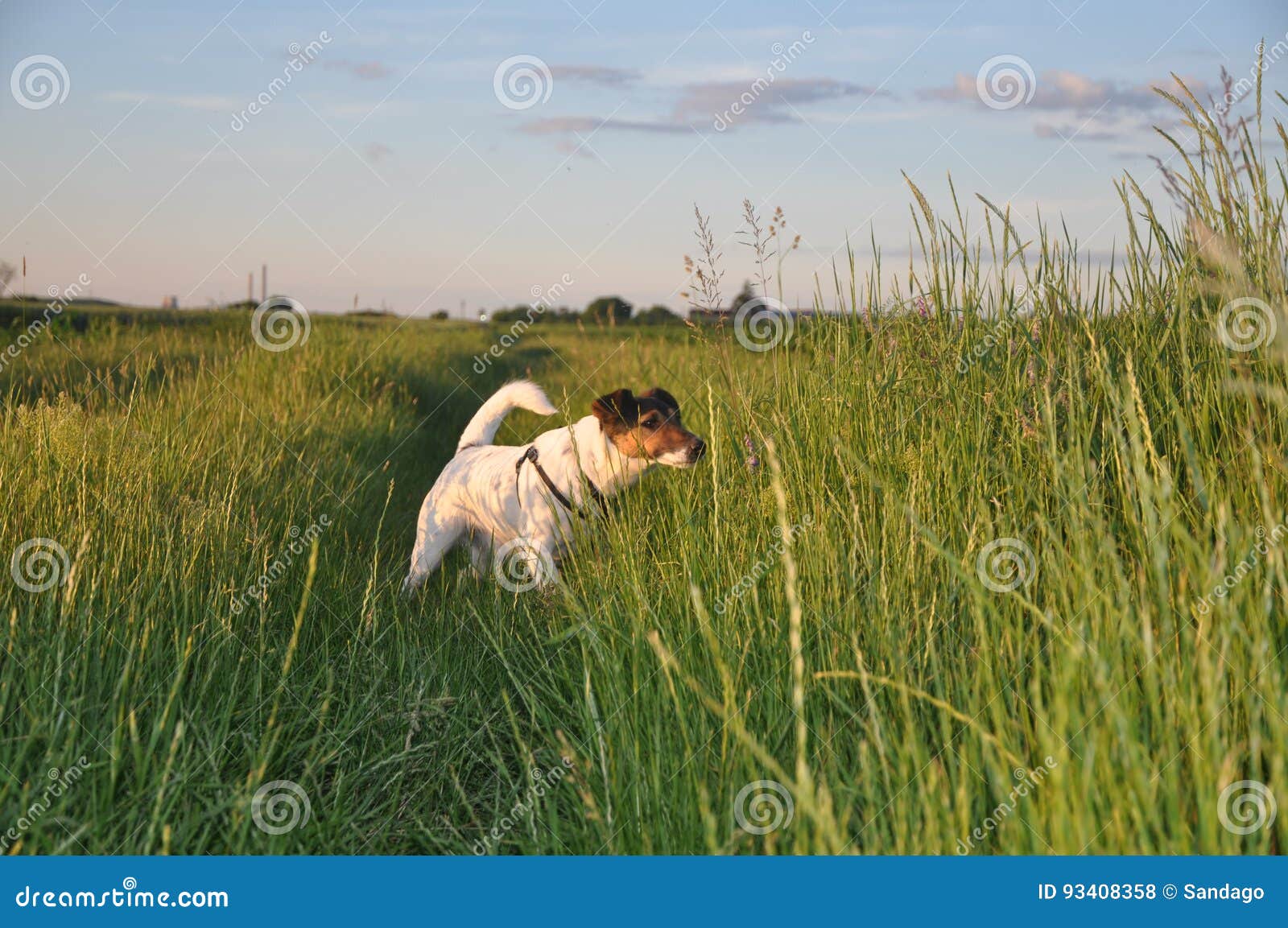 Dog smelling trace stock photo. Image of doggy, cute - 93408358