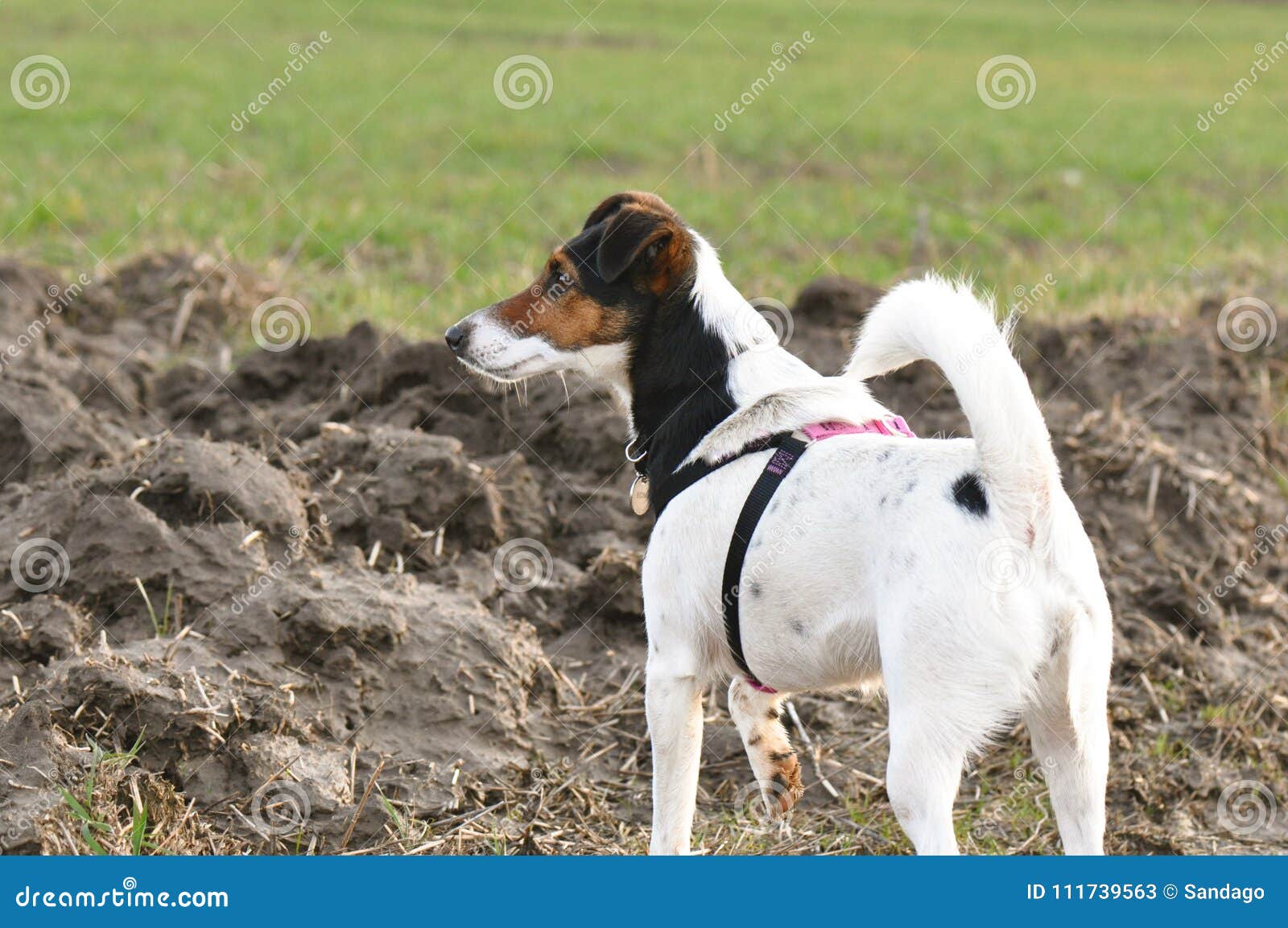 Dog smelling trace stock image. Image of ears, funny - 111739563