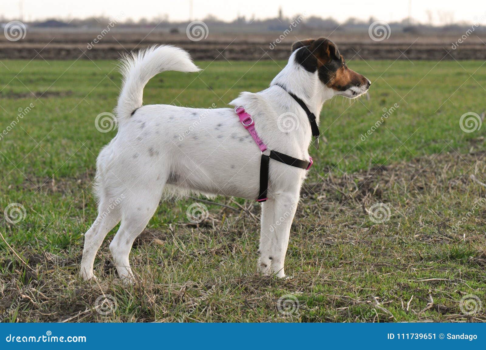 Dog smelling trace stock image. Image of nose, coat - 111739651