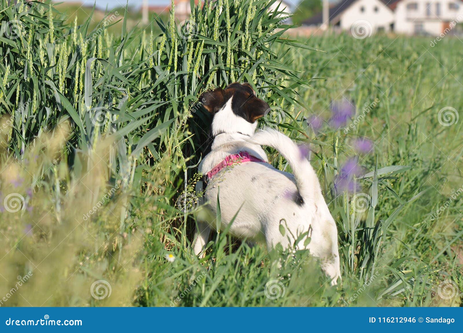 Dog smelling trace stock photo. Image of cute, background - 116212946