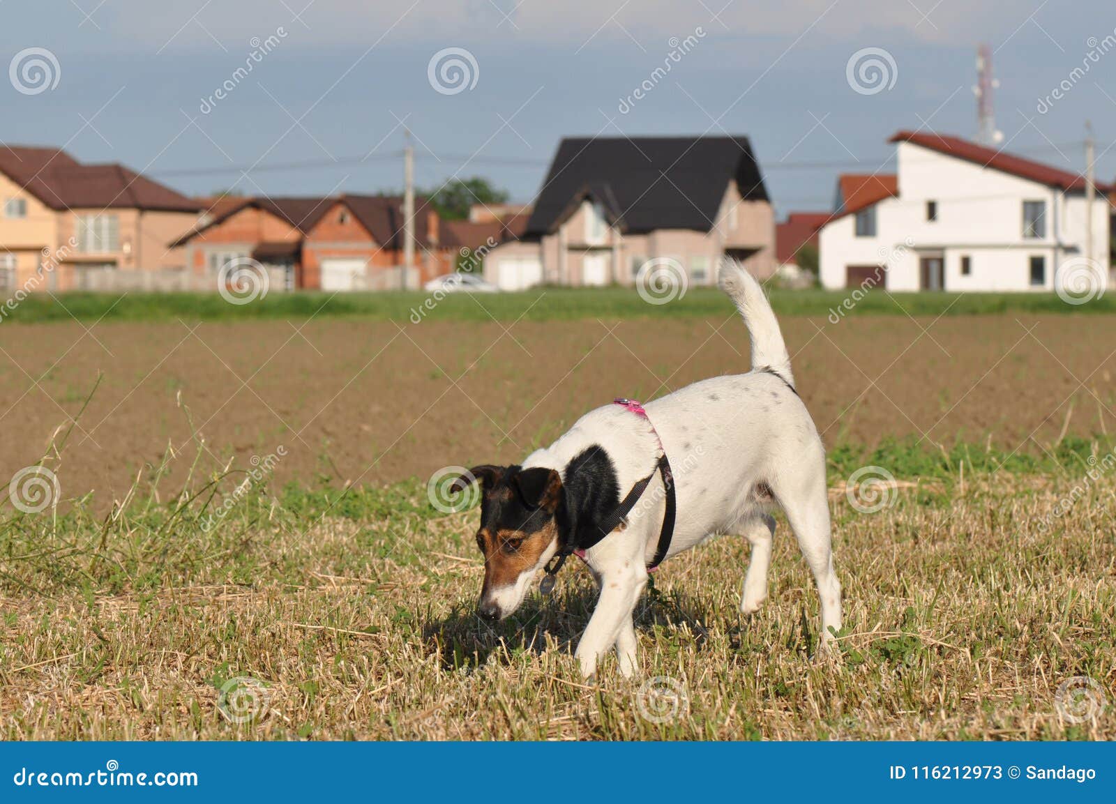 Dog smelling trace stock image. Image of field, pedigreed - 116212973