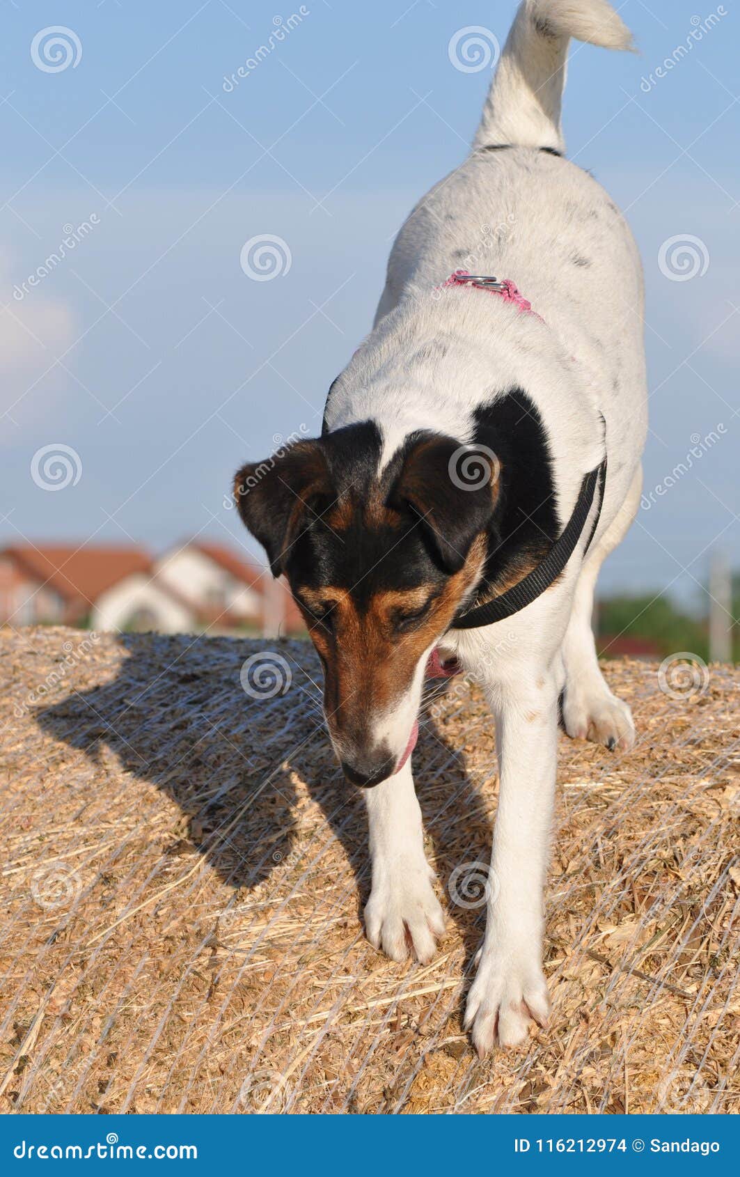 Dog smelling trace stock photo. Image of mammal, funny - 116212974