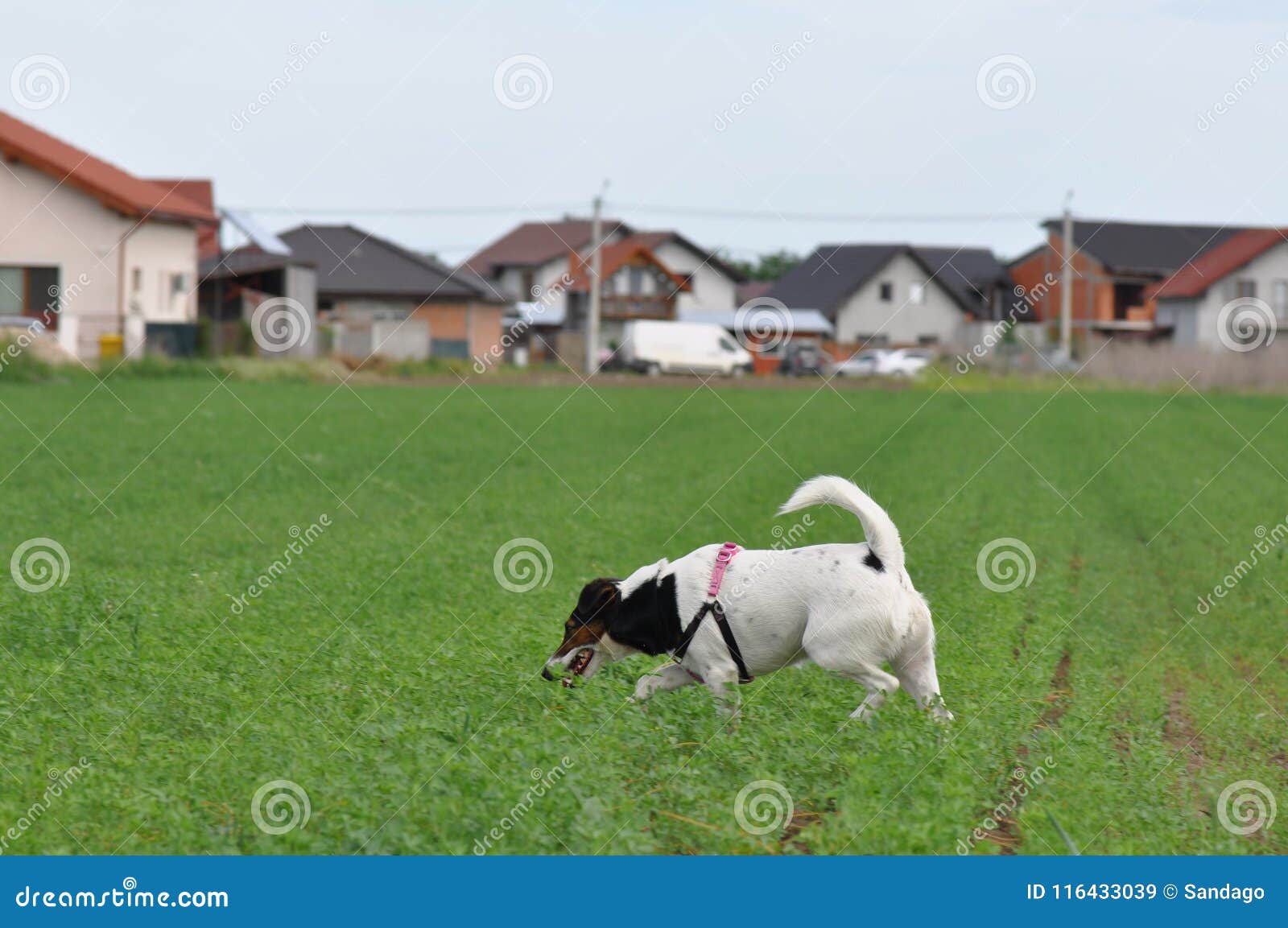 Dog smelling trace stock image. Image of coat, look - 116433039
