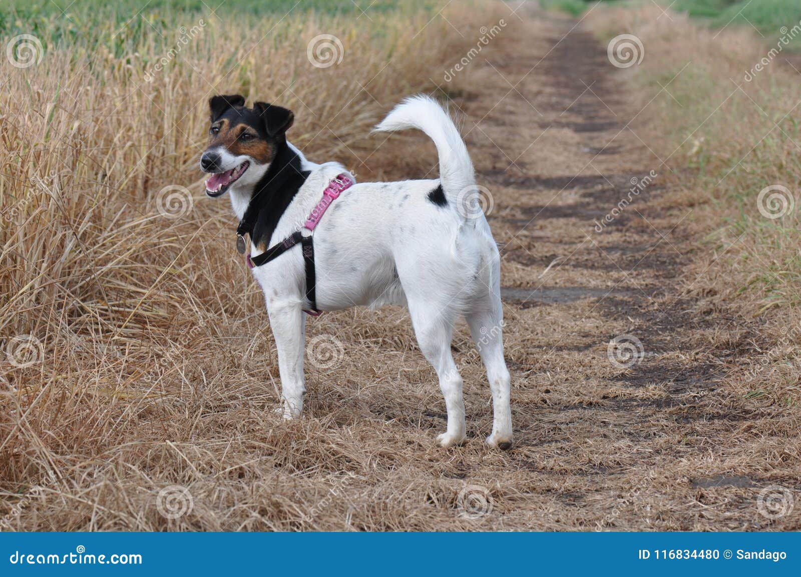 Dog smelling trace stock photo. Image of nose, jaws - 116834480