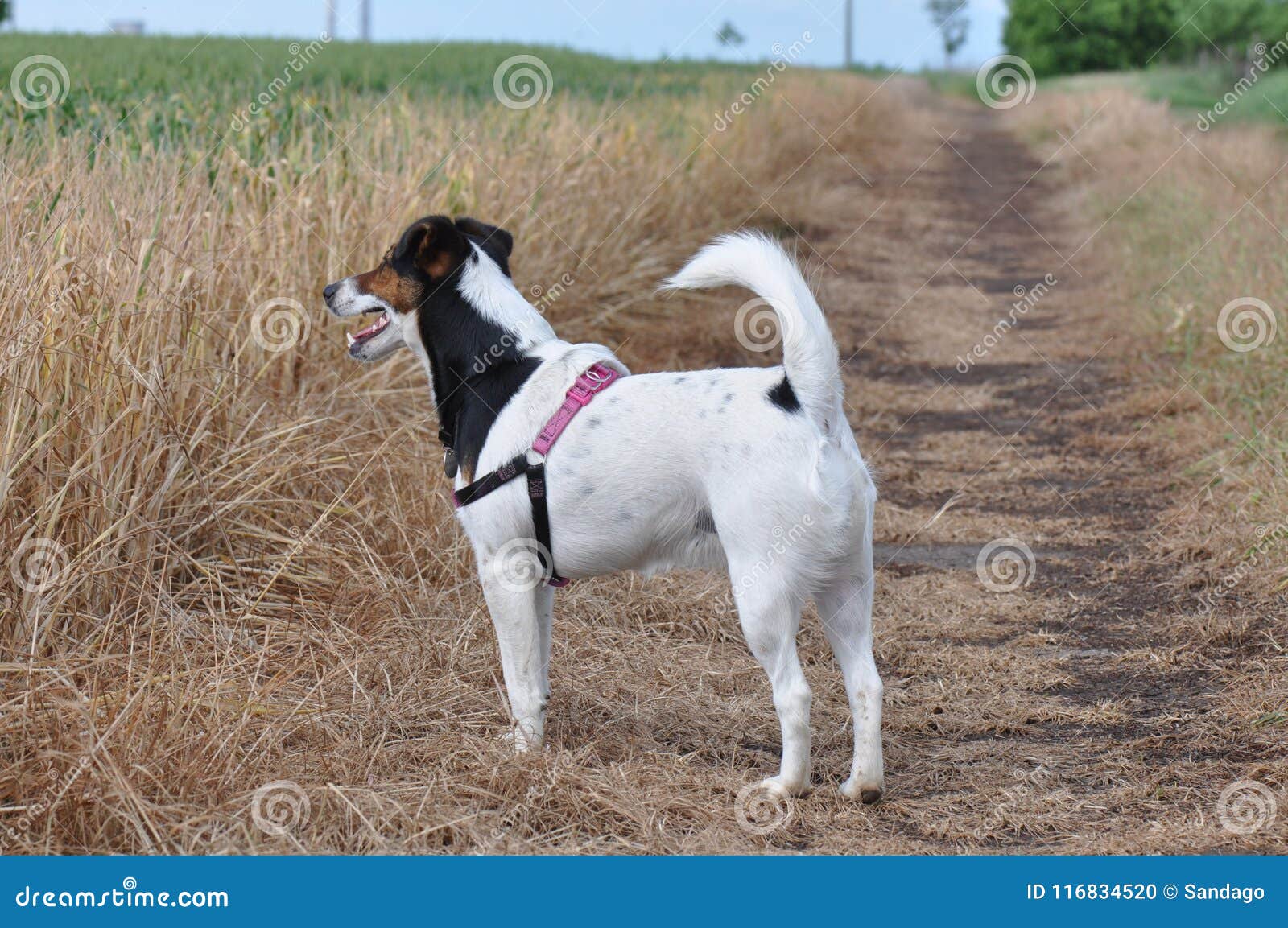 Dog smelling trace stock photo. Image of charming, camera - 116834520