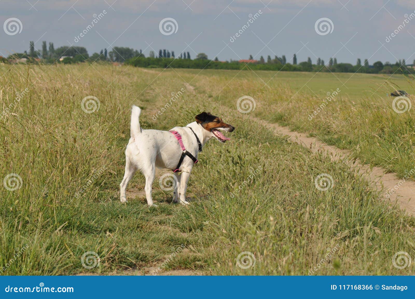 Dog smelling trace stock photo. Image of green, nose - 117168366