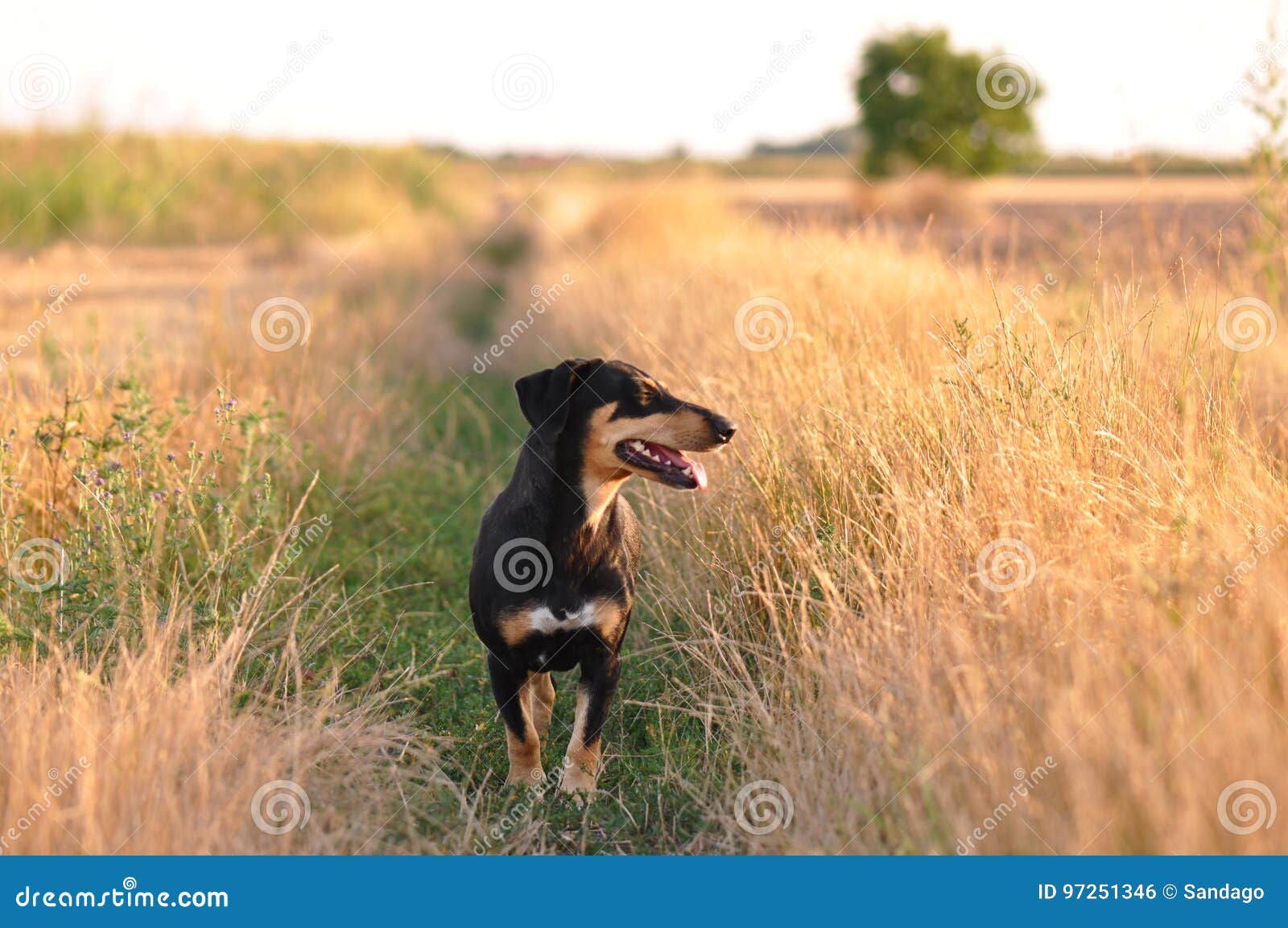 Dog smelling trace stock photo. Image of animal, beast - 97251346