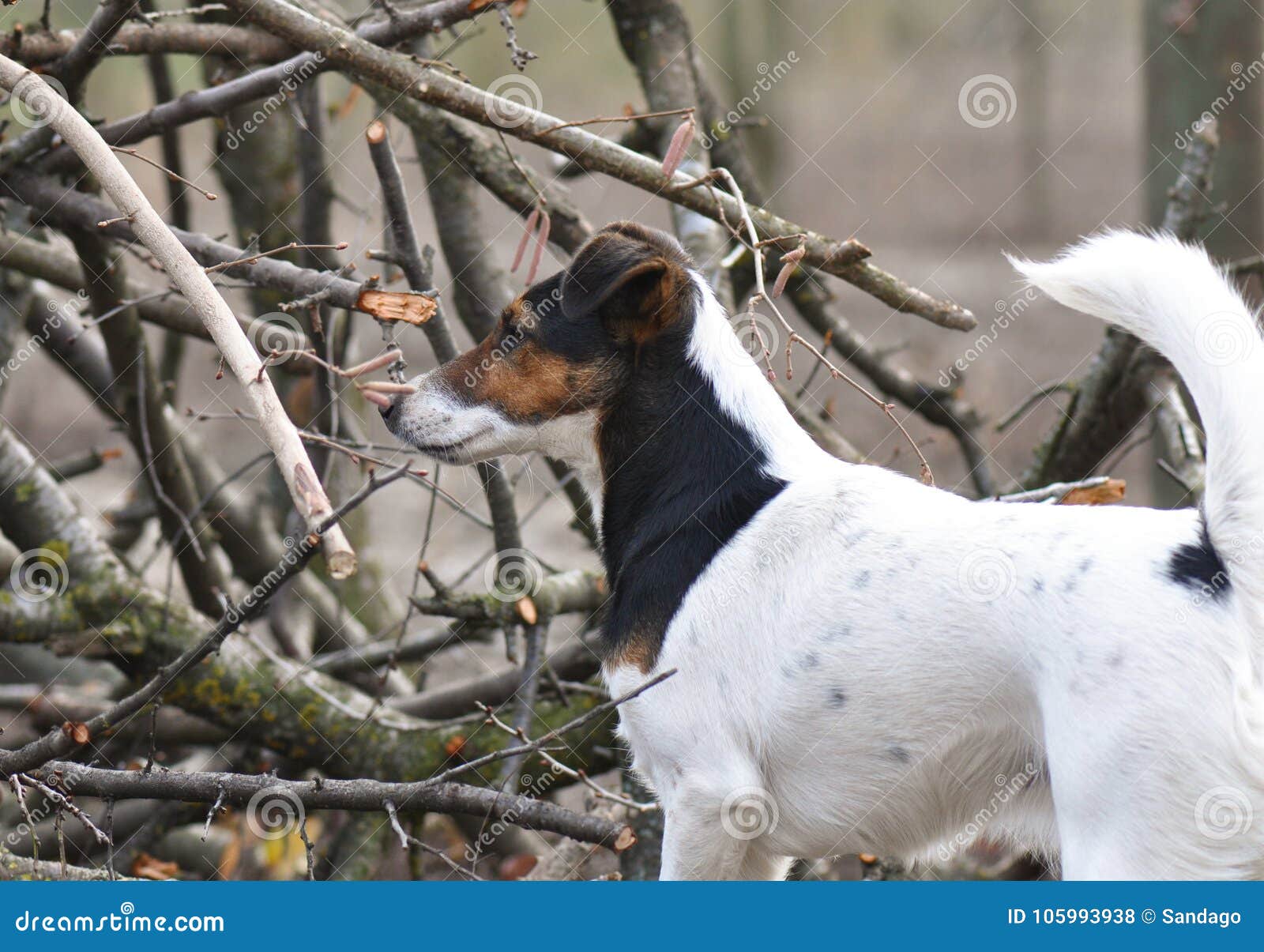 Dog smelling trace stock photo. Image of playful, jump - 105993938