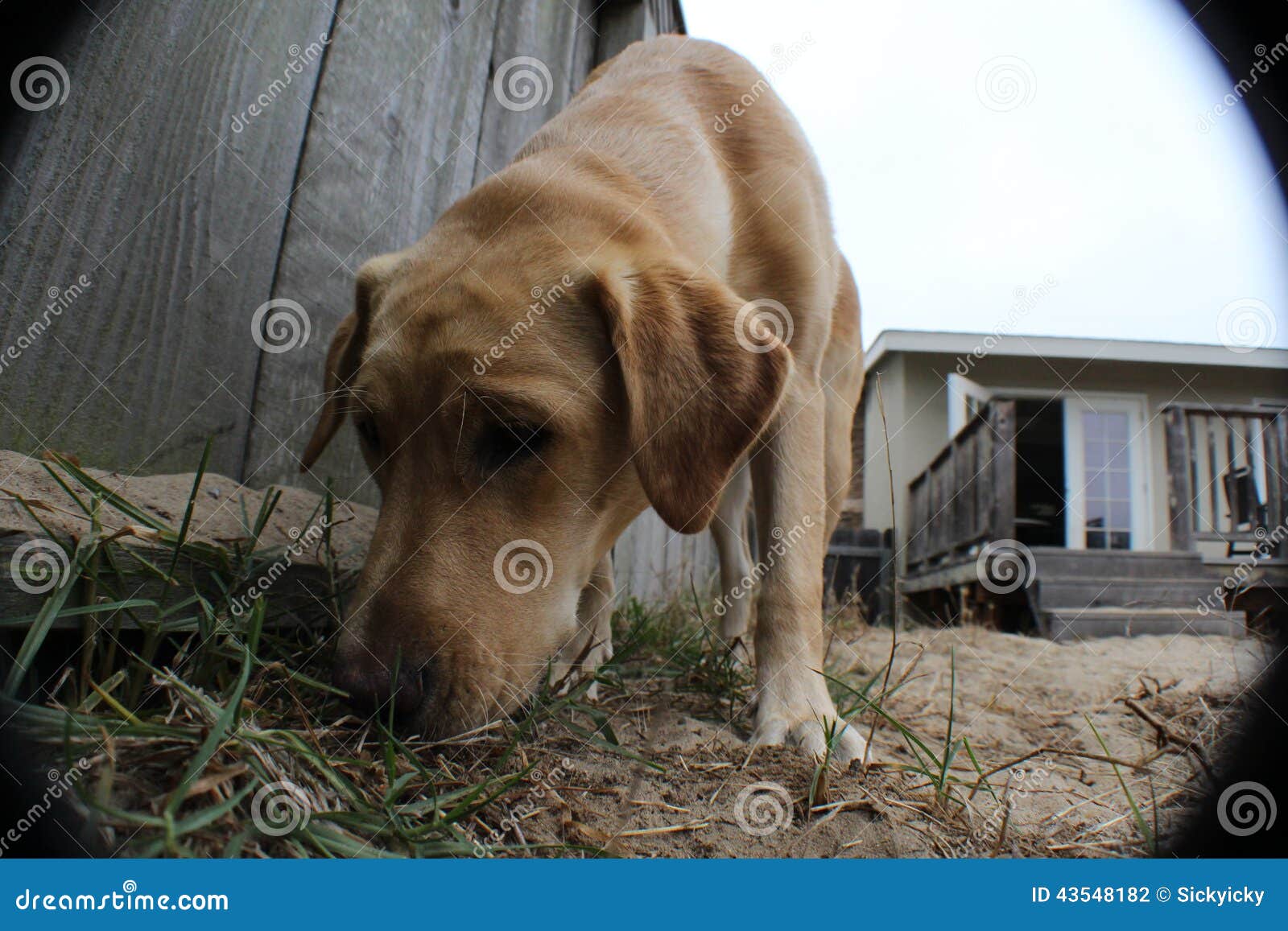 A dog smelling stock photo. Image of eyes, snout, skull - 43548182