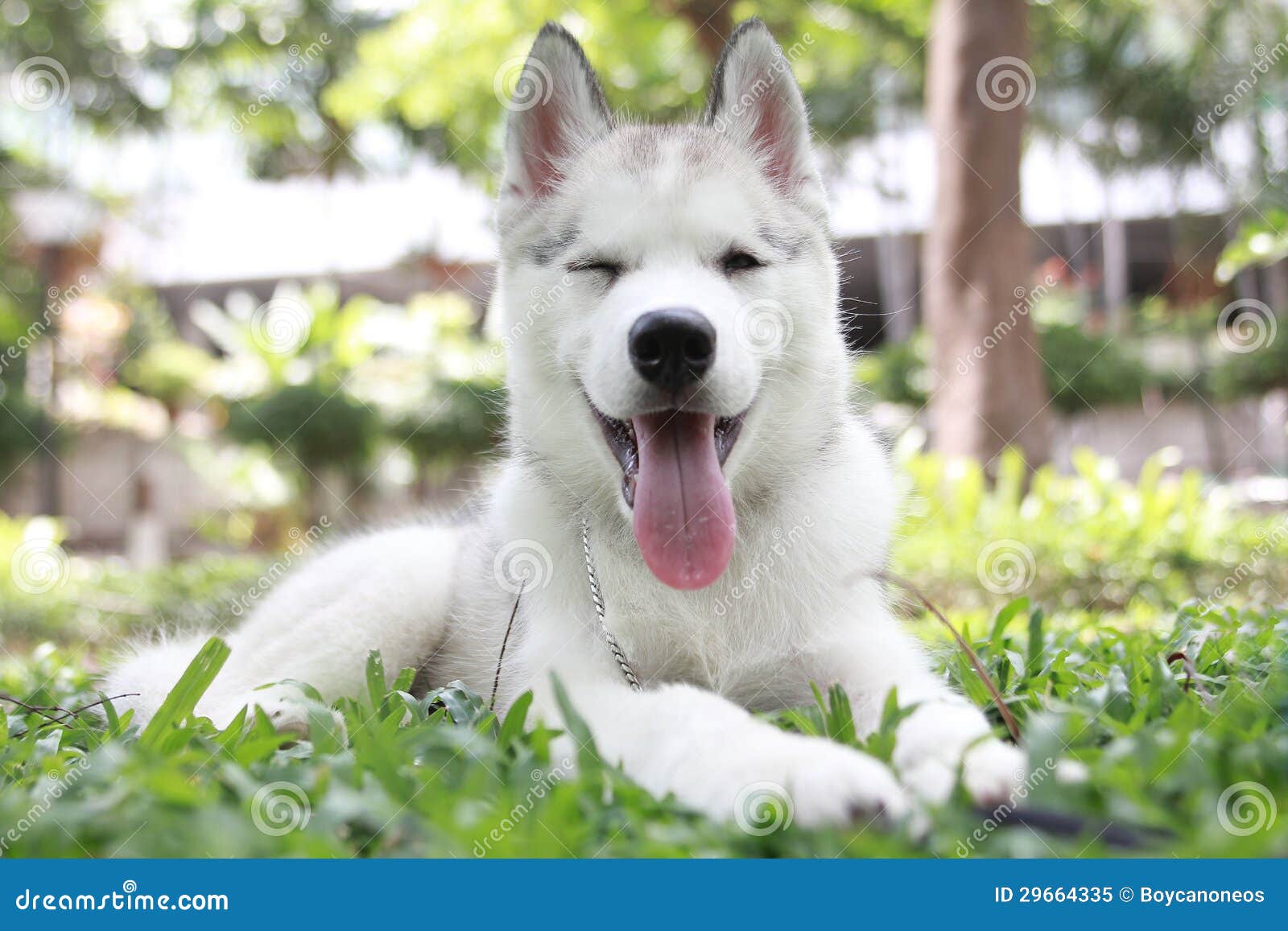 Dog Smile stock image. Image of cute, shag, smile, mammals - 29664335