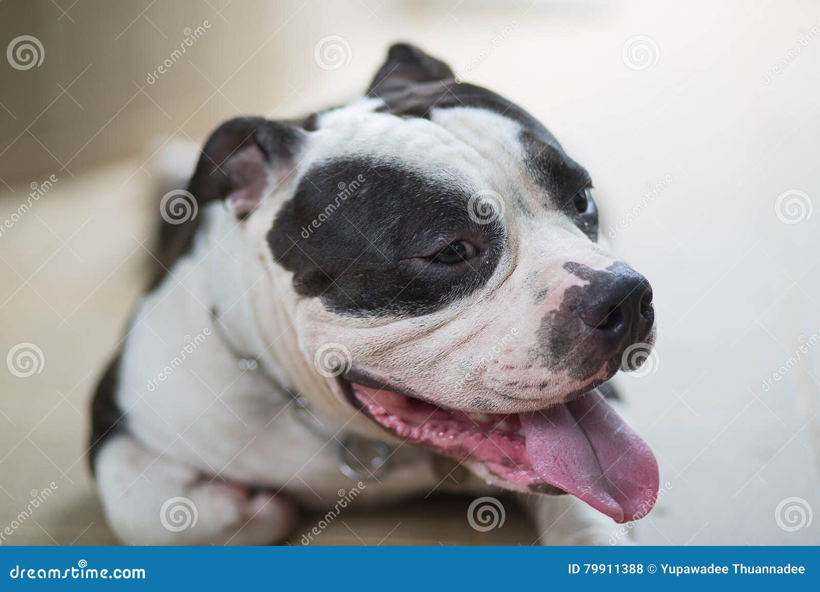 Dog smile stock photo. Image of overload, good, smile - 79911388