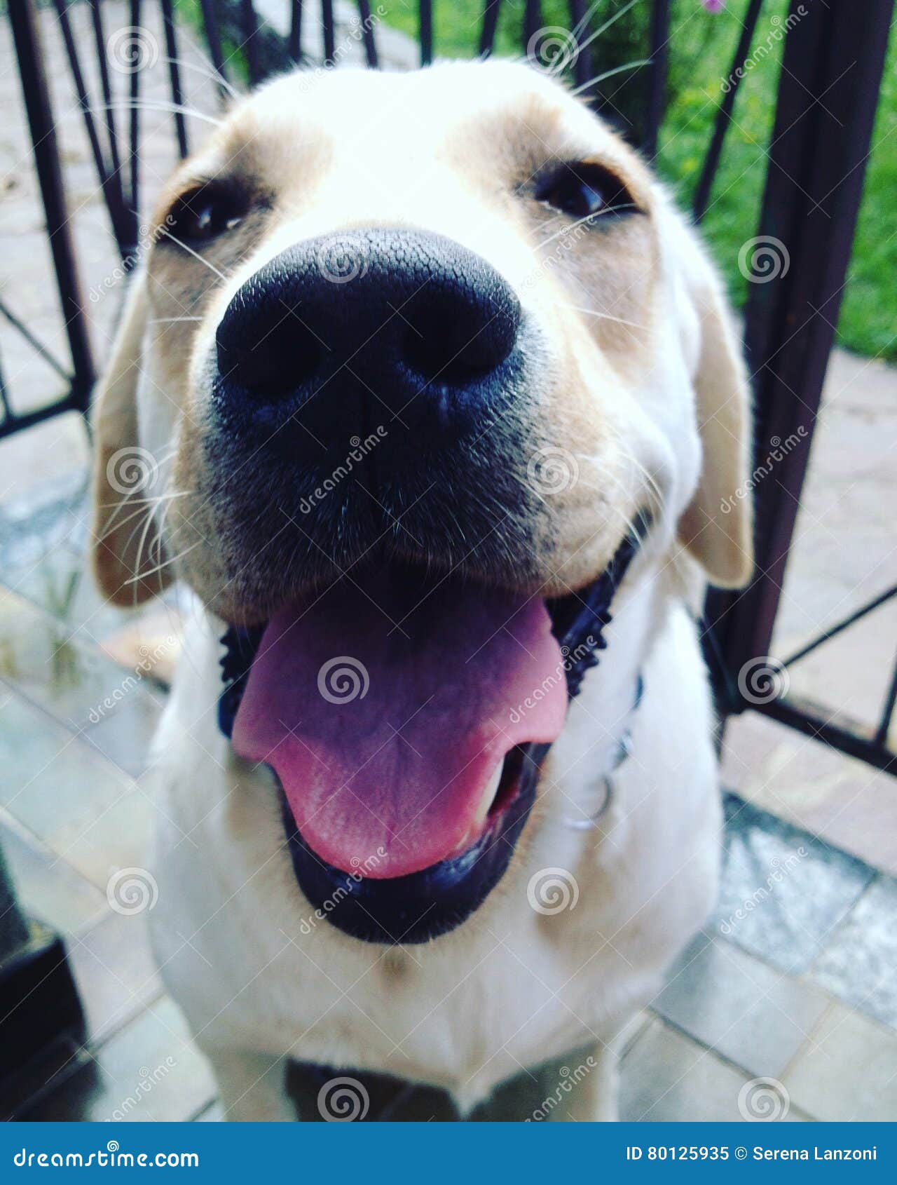 Dog smile stock image. Image of funny, labrador, animal - 80125935