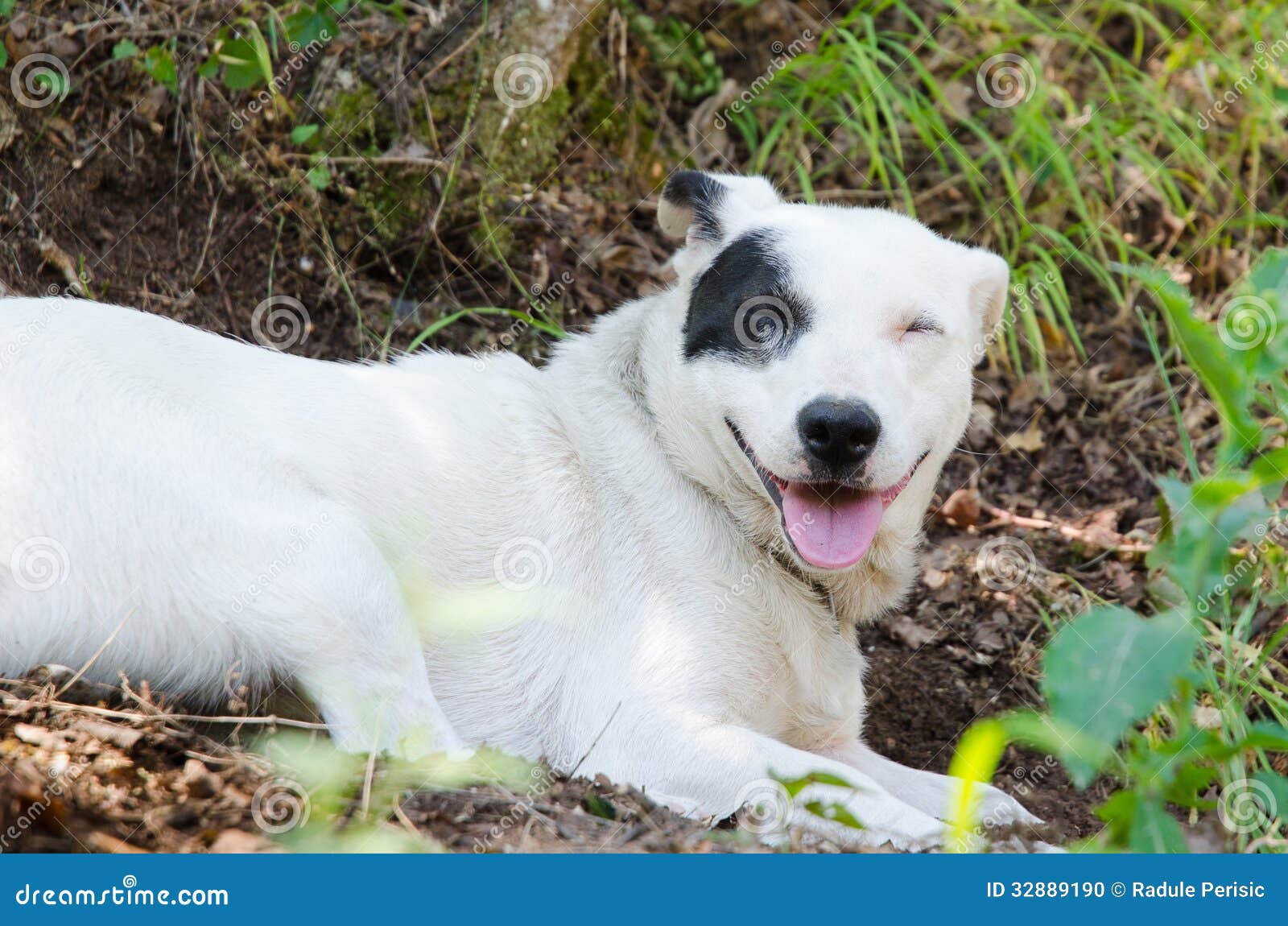 Dog with smile stock photo. Image of doggy, interested - 32889190