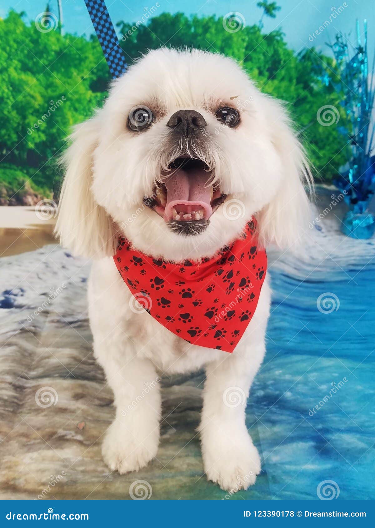 Dog smiling on a beach stock photo. Image of maltese - 123390178