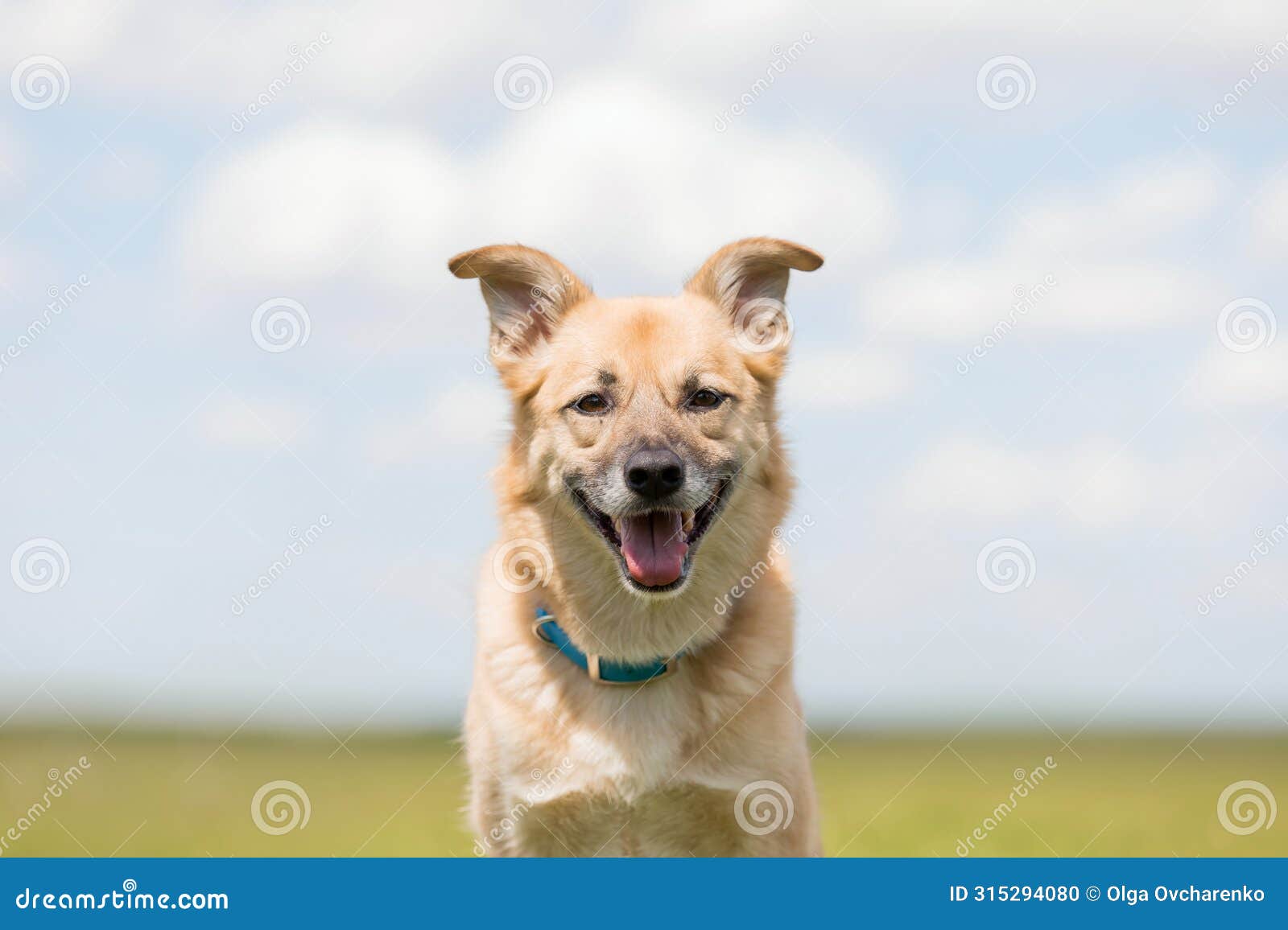 Dog Smiling. Happy Mutt Dog Stock Photo - Image of breed, park: 315294080