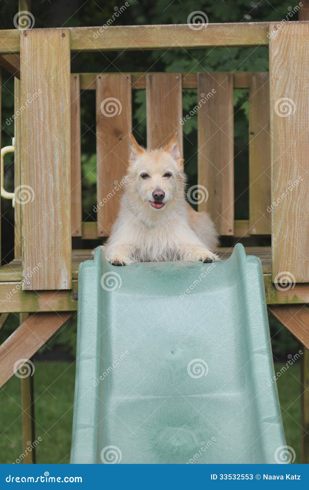 Dog smirks stock image. Image of happy, snark, mahopac - 33532553